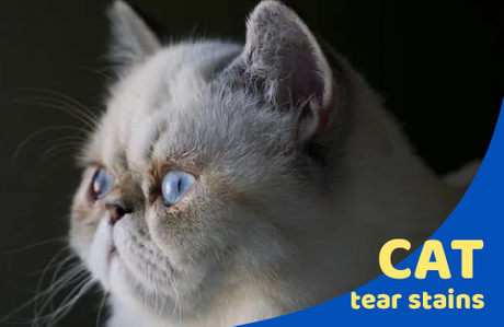 Why do cats have tear stains? How to properly treat and prevent tear ...