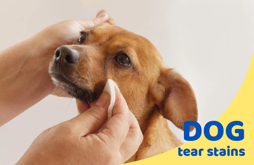 Why do dogs have tear stains? How to properly handle and prevent tear ... Why do dogs have tear stains? How to properly handle and prevent tear ...